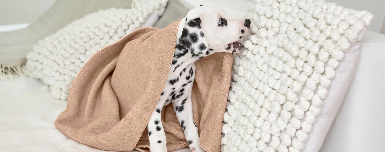 Hundeblog - Tipps zum Leben mit Vierbeiner | PALOPA Blog