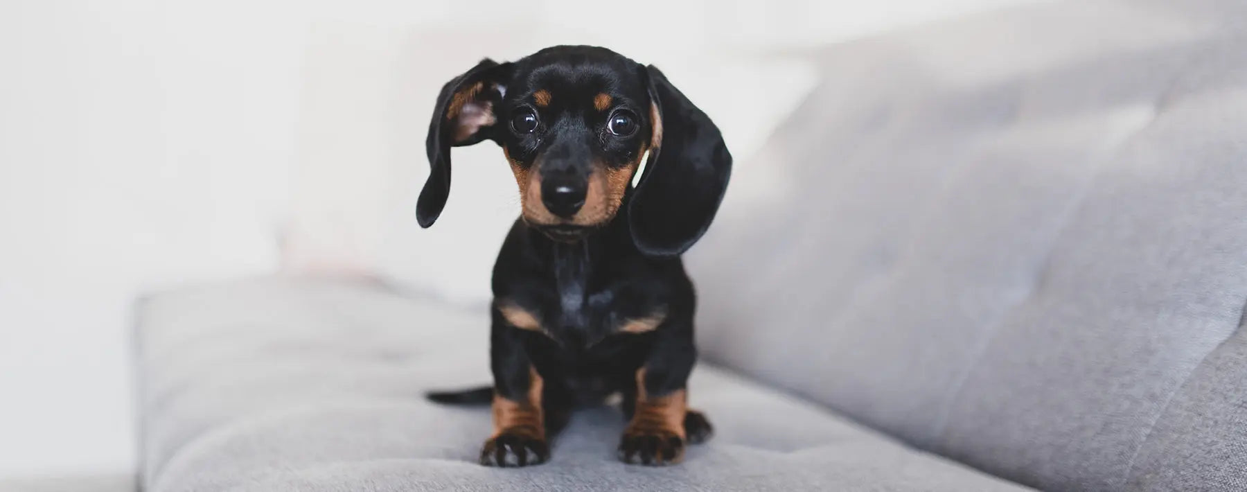 Der kleine freche Jagdhund: Dackel