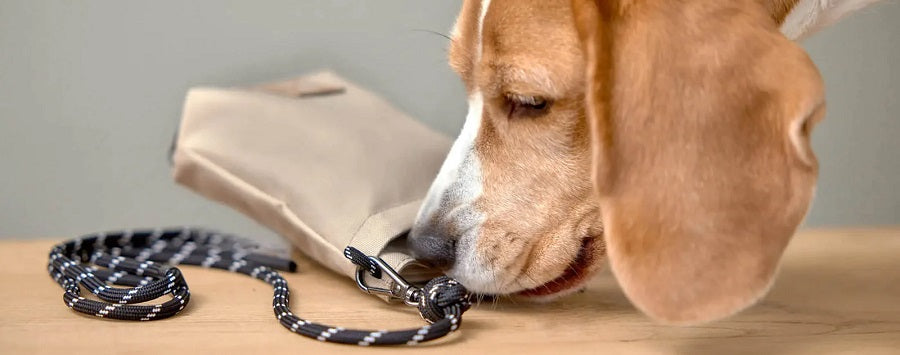 Dorie – unser Model im Paw Management Team