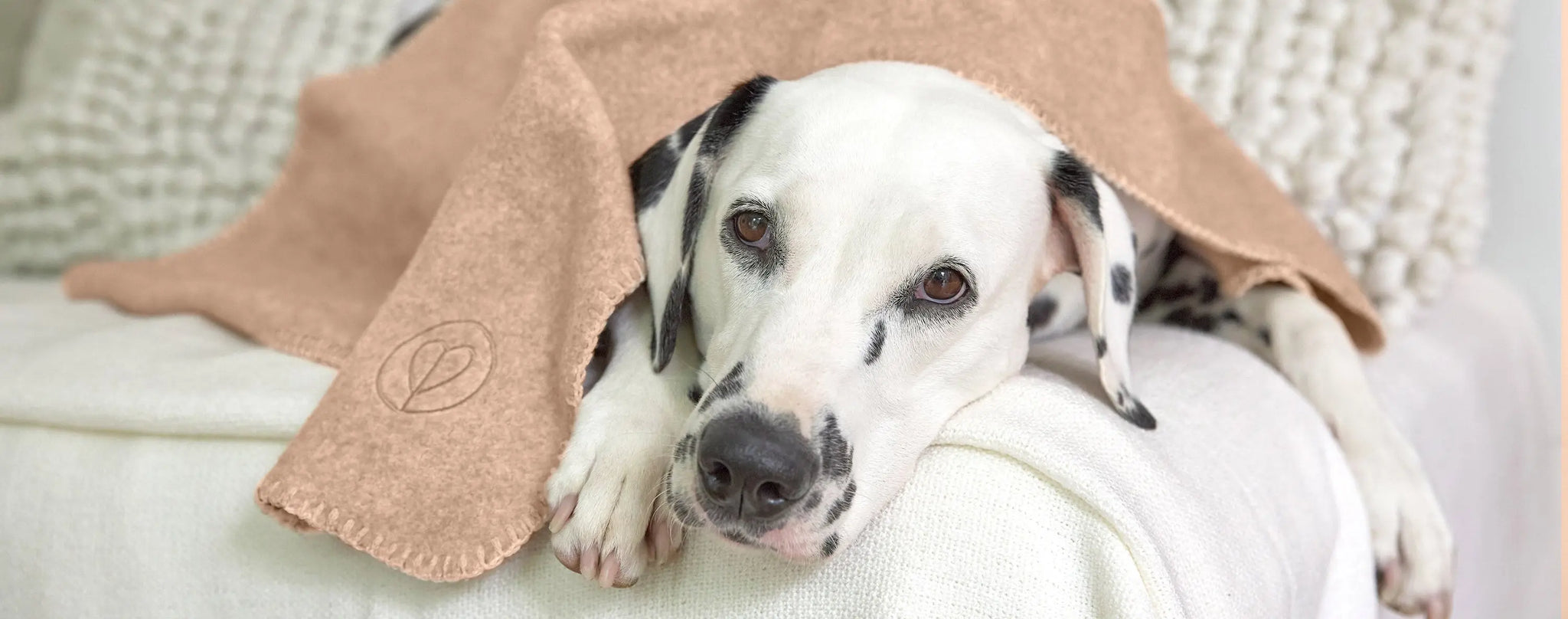 Does your dog have a cold? Symptoms & Treatment of a Cold