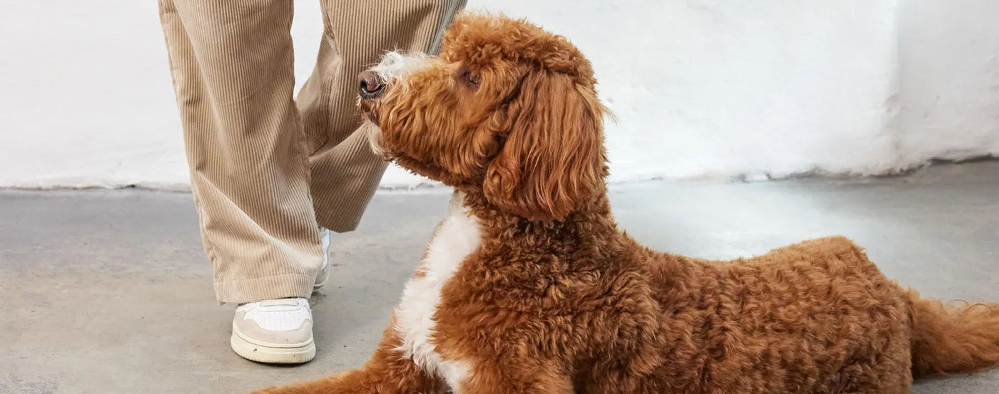 Hund Kommandos beibringen - Tipps von PALOPA