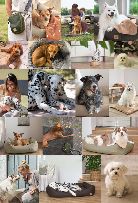 Mit unseren Office Dogs entwickeln wir Dir tolle Hundeprodukte | TEAM – PALOPA