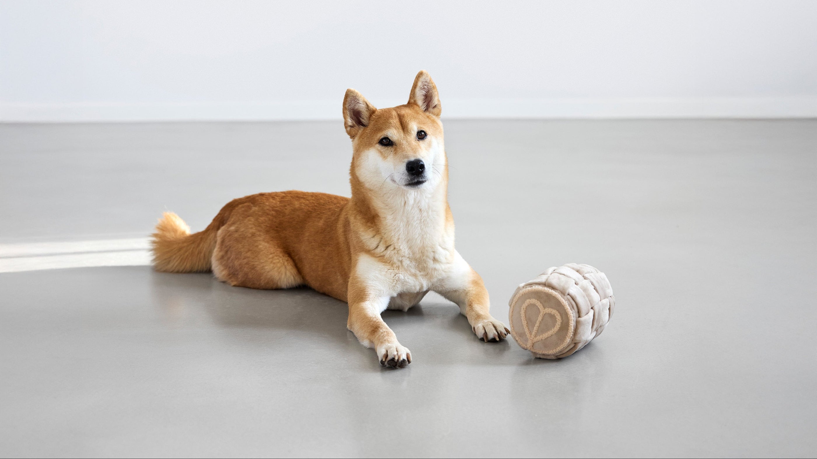 Buy sustainable dog accessories online in the dog shop | Palopa