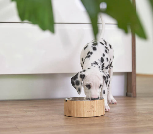 Nachhaltiges Hundezubehör im Hundeshop online kaufen | Palopa