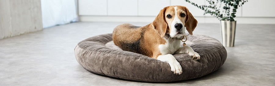 Nachhaltiges Hundezubehör im Hundeshop online kaufen | Palopa