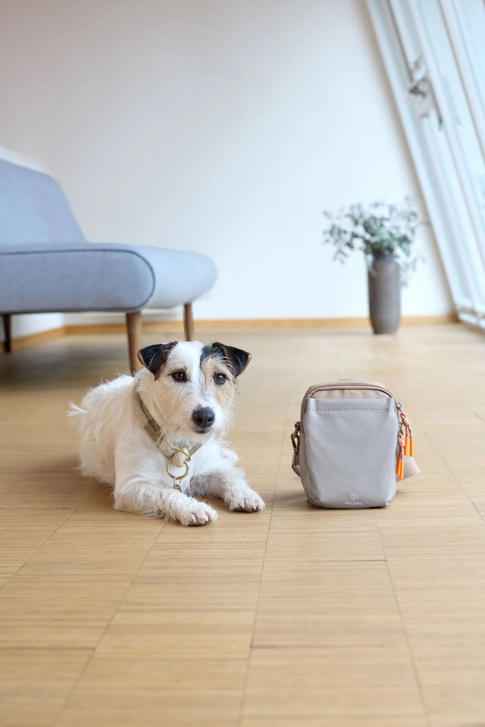 Nachhaltiges Hundezubehör im Hundeshop online kaufen | Palopa